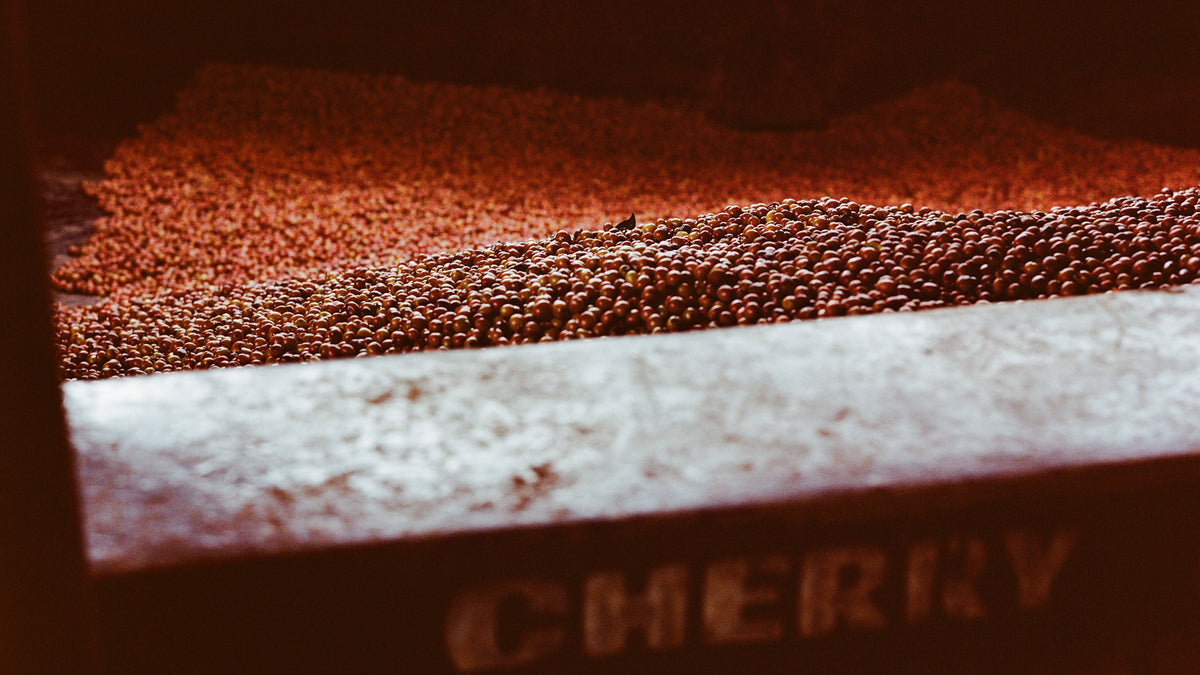 ケニア・カタクワのご提供を開始